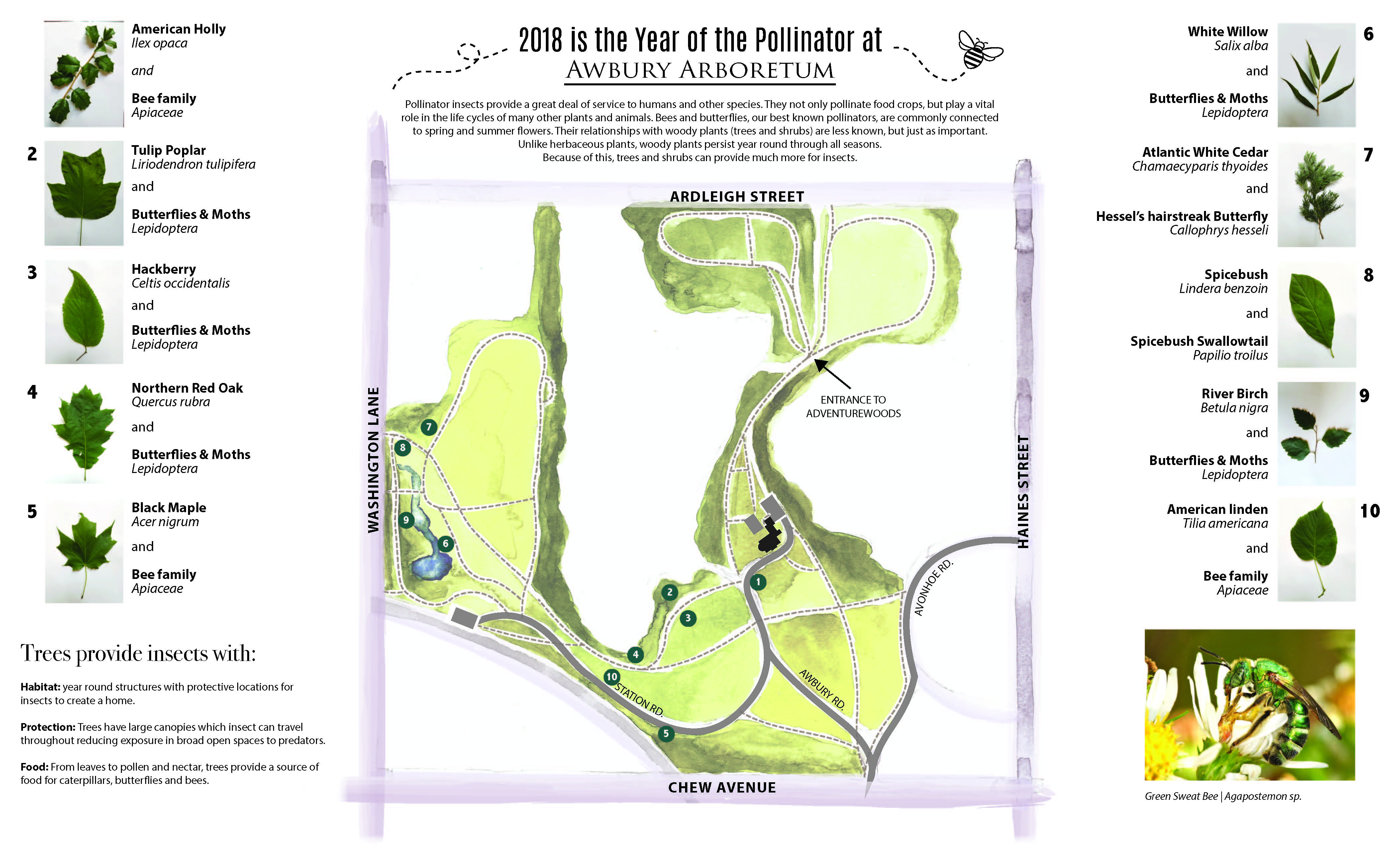Trees for Bees thumbnail - Awbury Arboretum | Philadelphia, PA