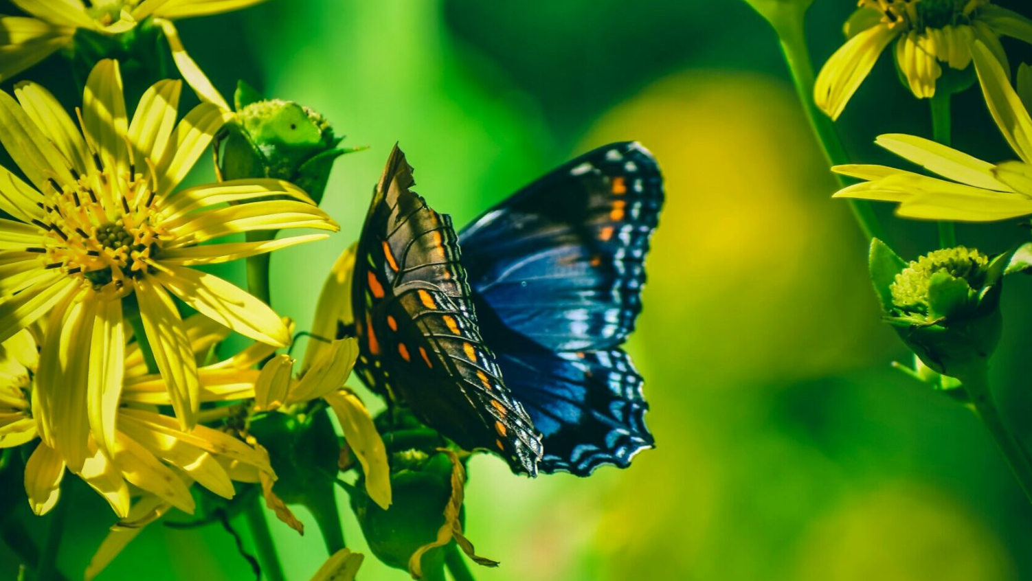 Fly, Fly, Butterfly: Habitat Walk & Color Butterfly Suncatchers ...