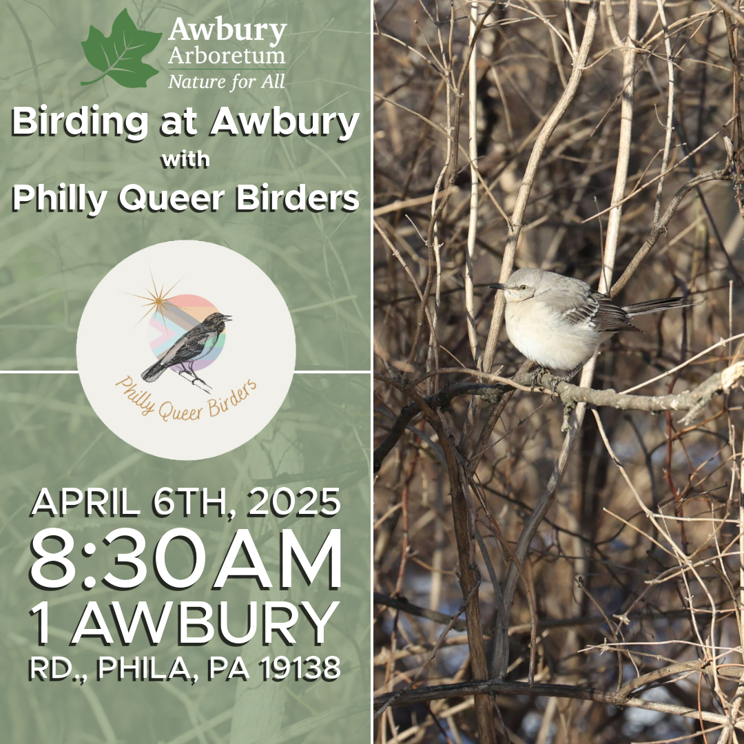 Birding at Awbury with Philly Queer Birders - Awbury Arboretum ...