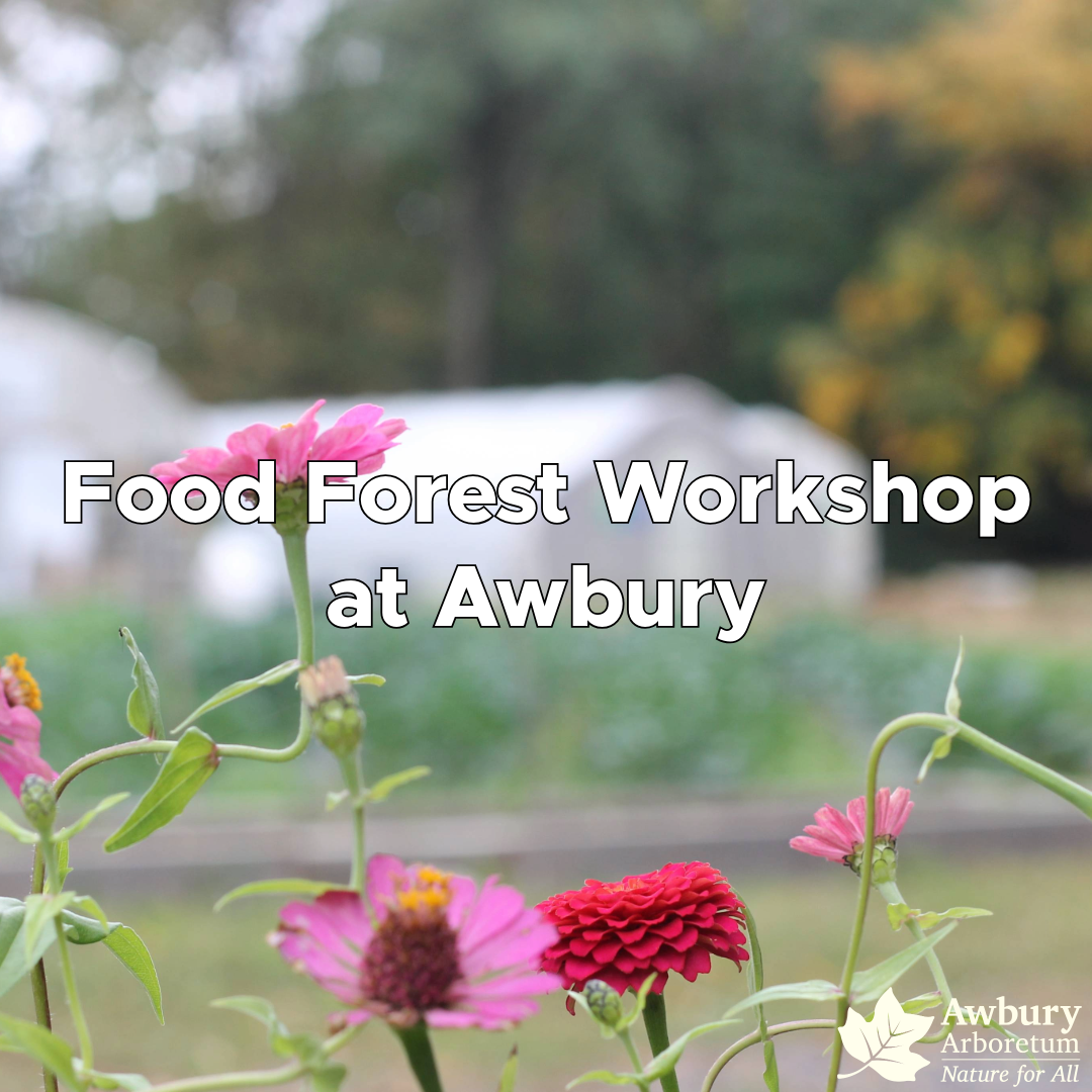Awbury Food Forest Workshop - Dandelion Root Harvest - Awbury Arboretum ...